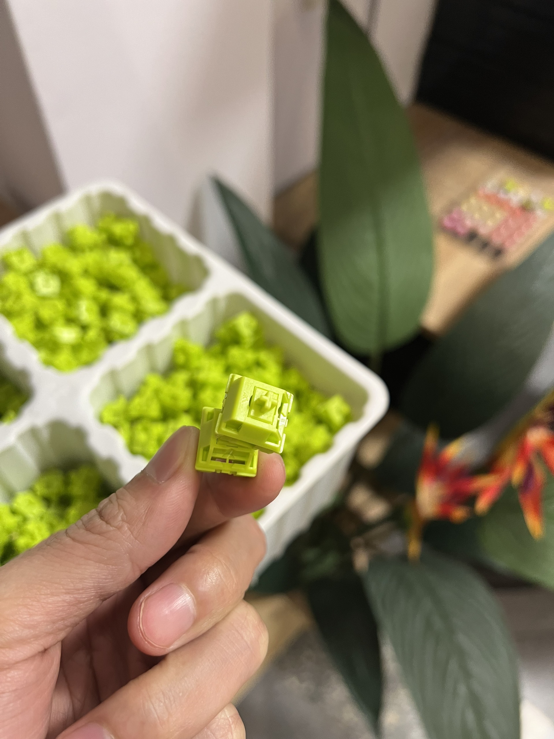 Switch KTT Matcha - Tactile | Kicap