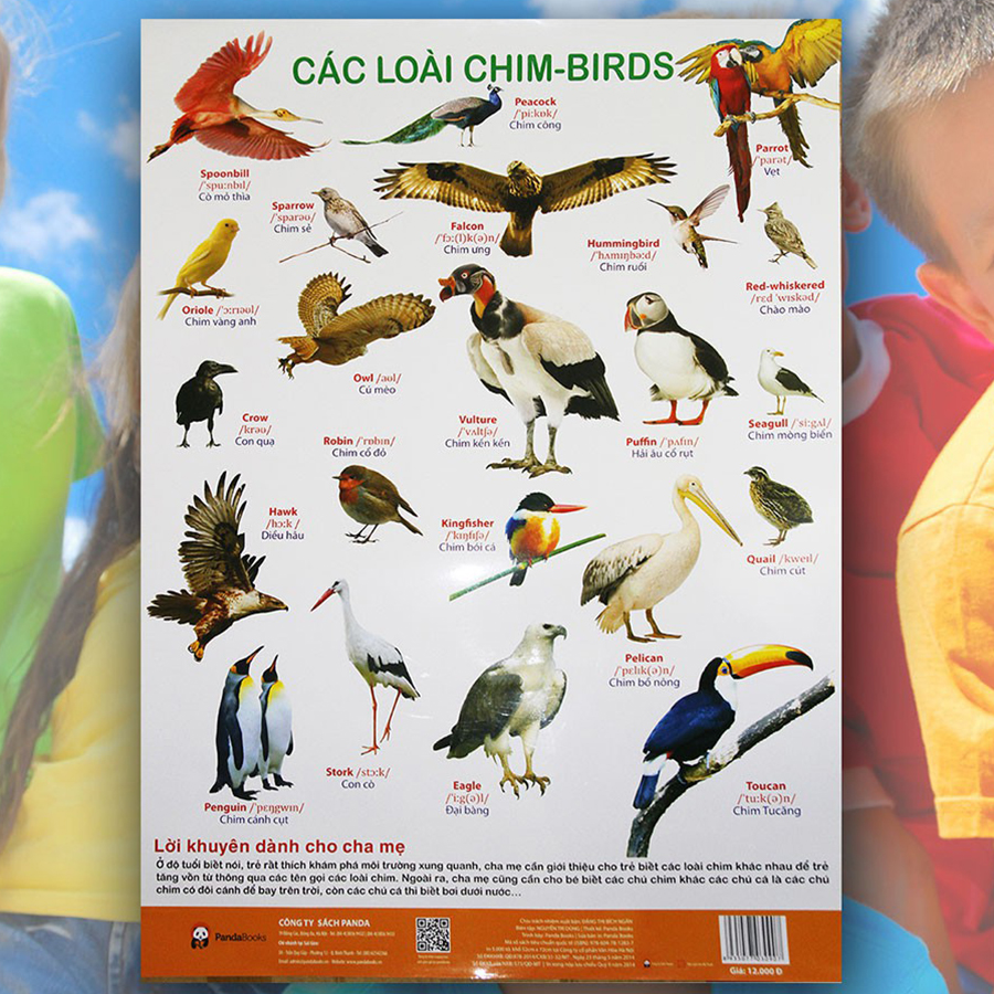 Poster - Các Loài Chim