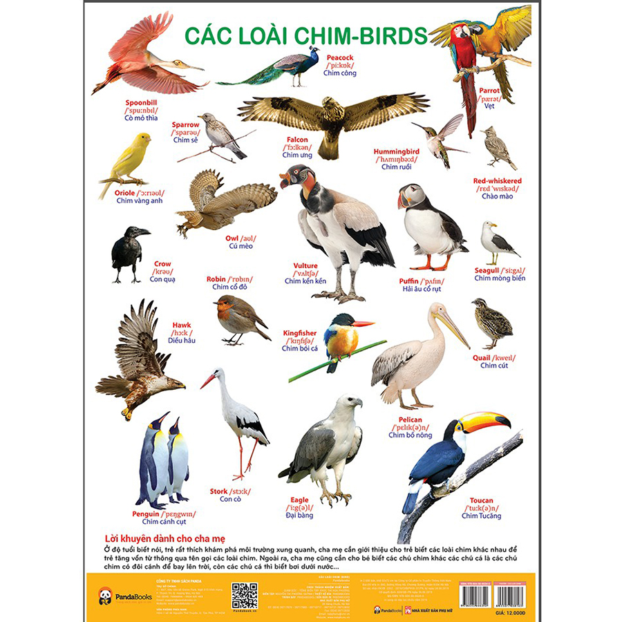 Poster - Các Loài Chim