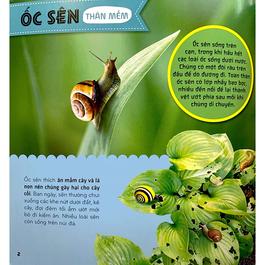 Bí Ẩn Thế Giới Loài Vật - Thân Mềm Và Giáp Xác