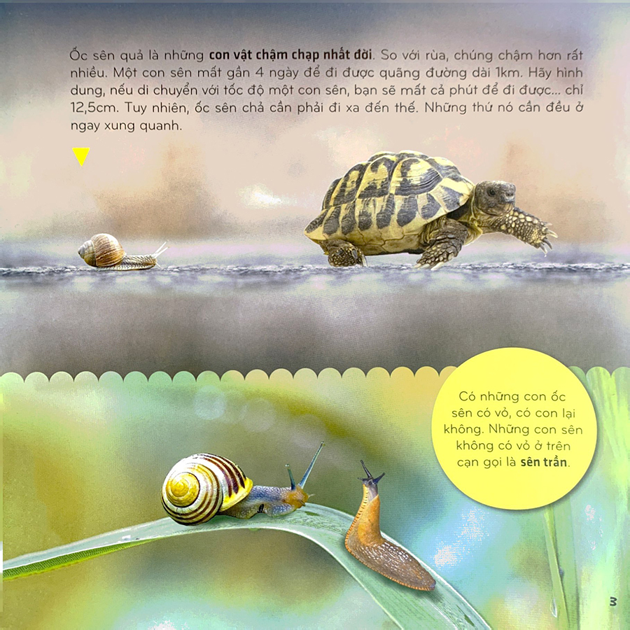 Bí Ẩn Thế Giới Loài Vật - Thân Mềm Và Giáp Xác