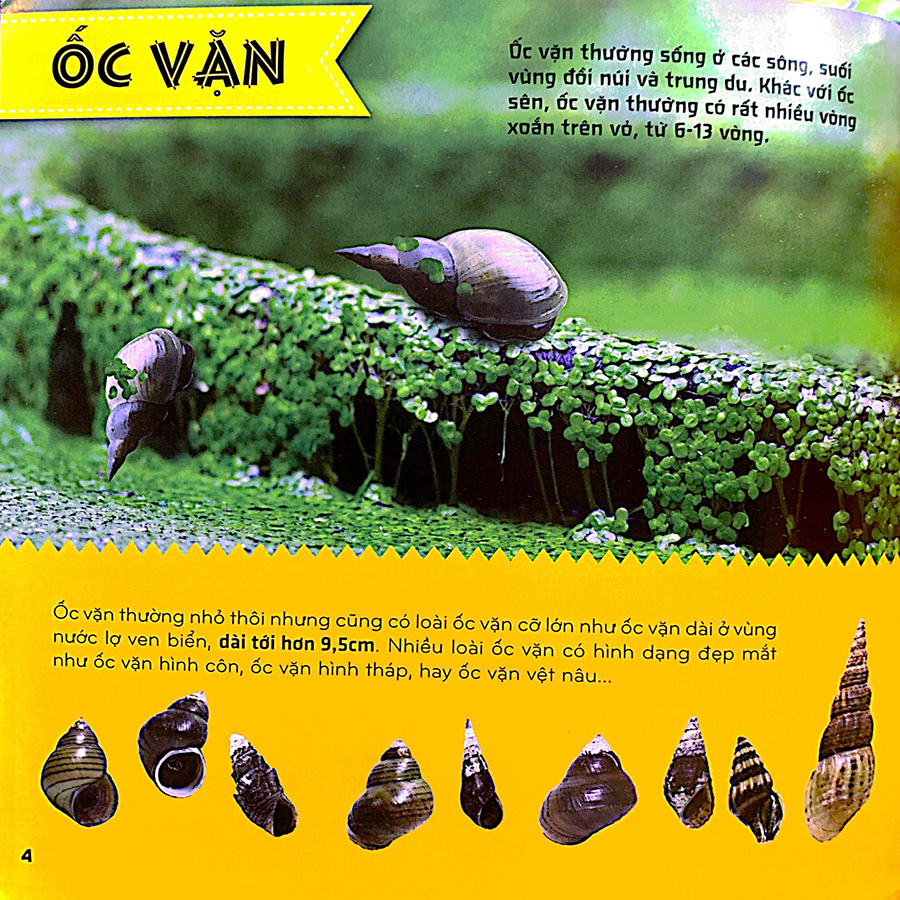 Bí Ẩn Thế Giới Loài Vật - Thân Mềm Và Giáp Xác