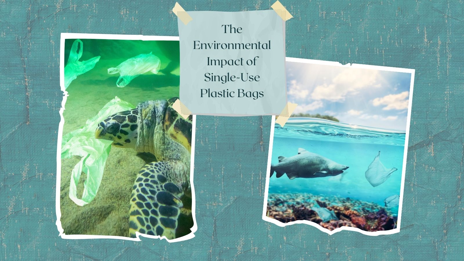 Celebrate Earth Day with TLP Packaging's Reusable Shopping Bag: A ...