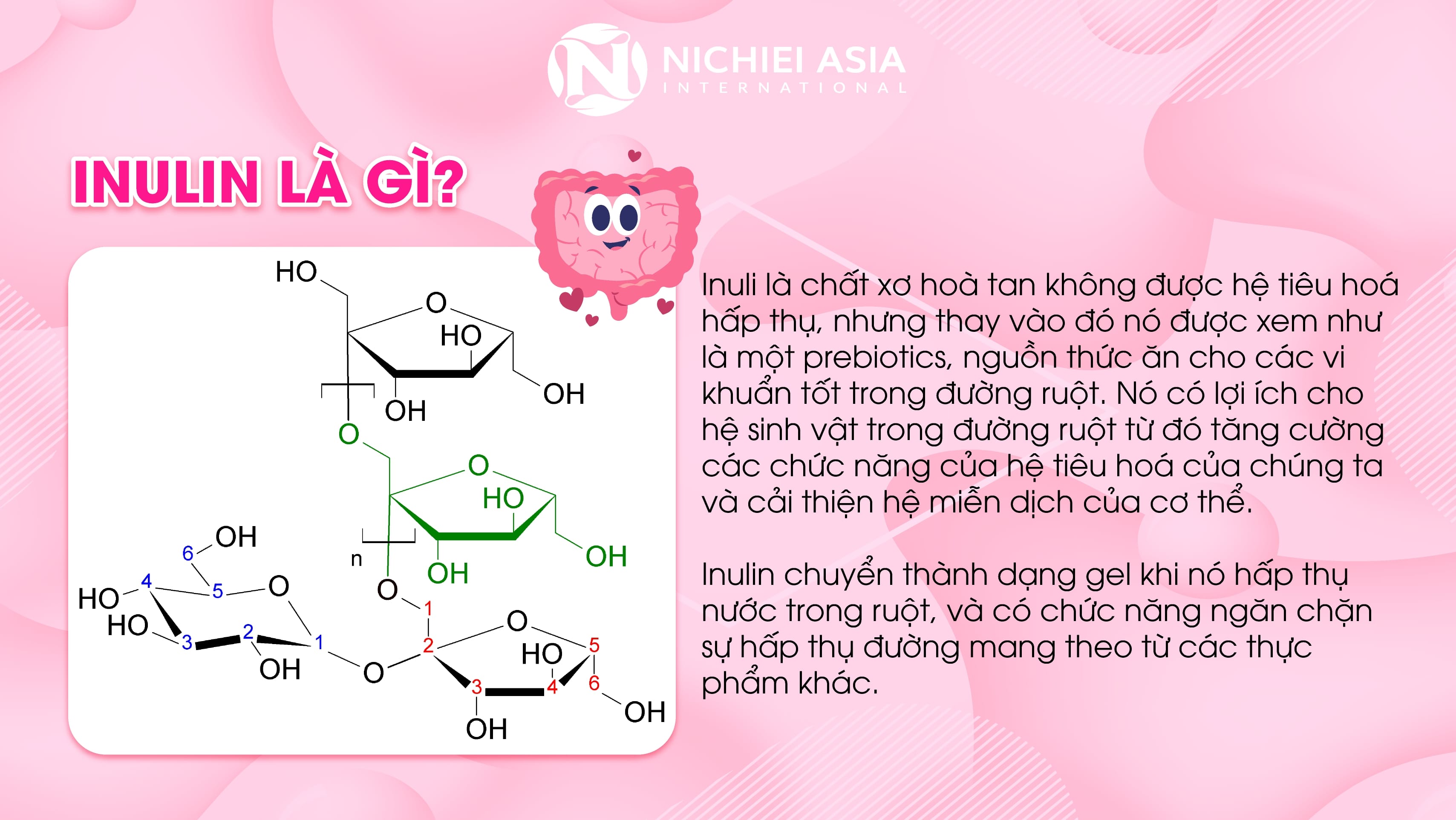 MEN LỢI KHUẨN - INULIN HỖ TRỢ SỨC KHOẺ ĐƯỜNG RUỘT