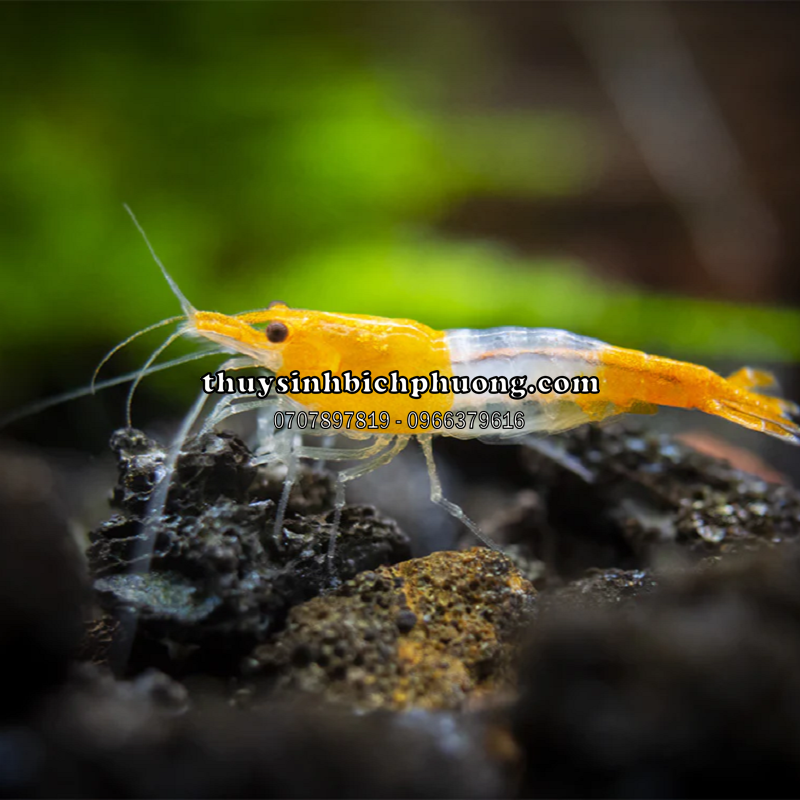 TÉP RILI CAM - RILI ORANGE SHRIMP | THUỶ SINH BÍCH PHƯƠNG