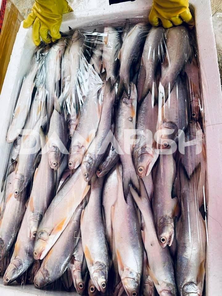 Cá Chét Công ty cổ phần Thủy Sản Đà Nẵng