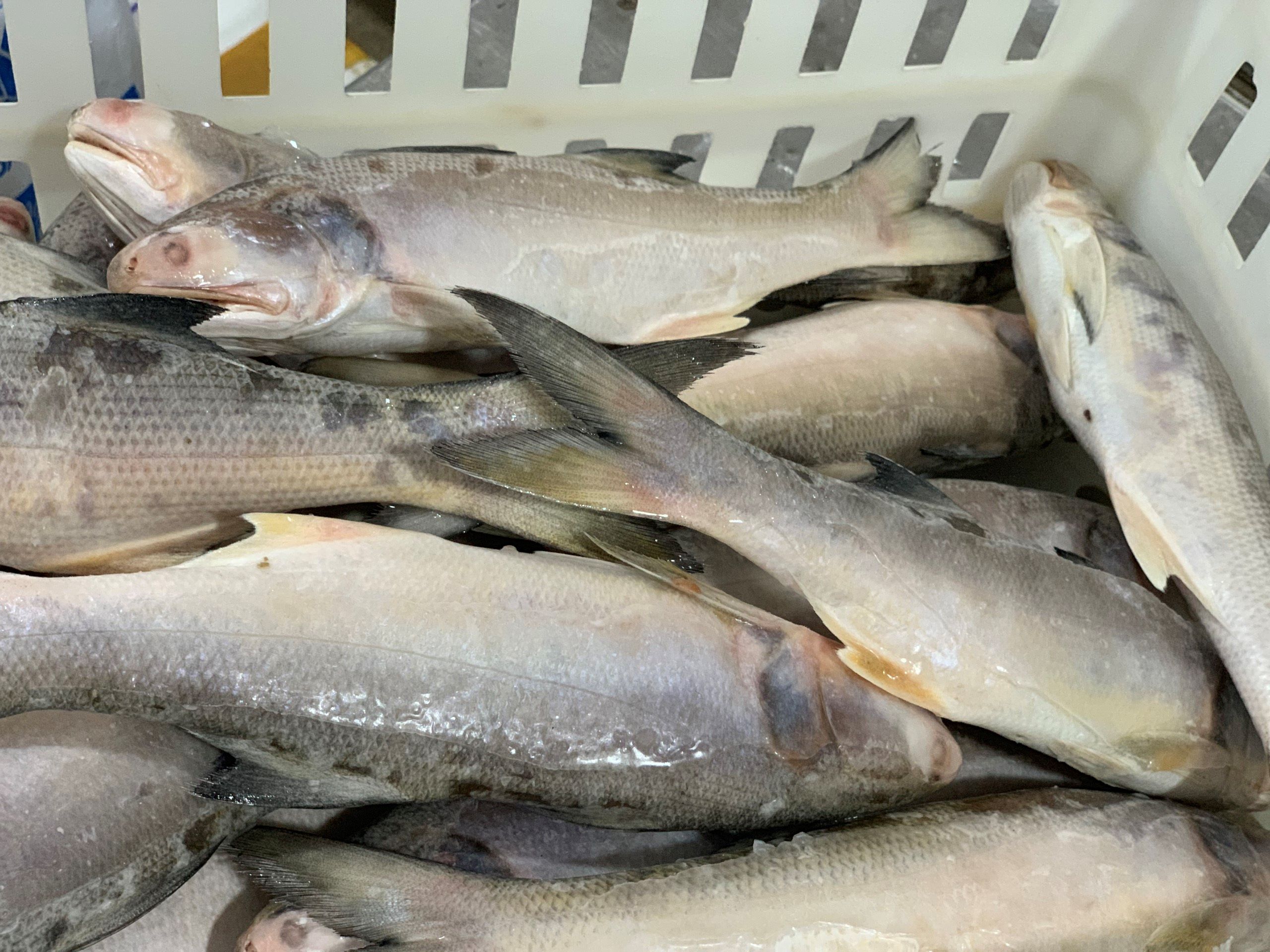 Cá Chét Công ty cổ phần Thủy Sản Đà Nẵng