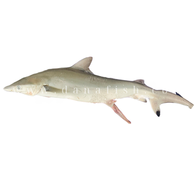 Cá Nhám Công ty cổ phần Thủy Sản Đà Nẵng