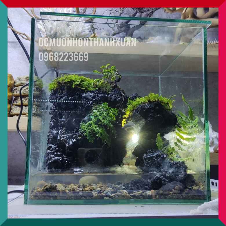 Thiết kế bể bán cạn mini theo yêu cầu