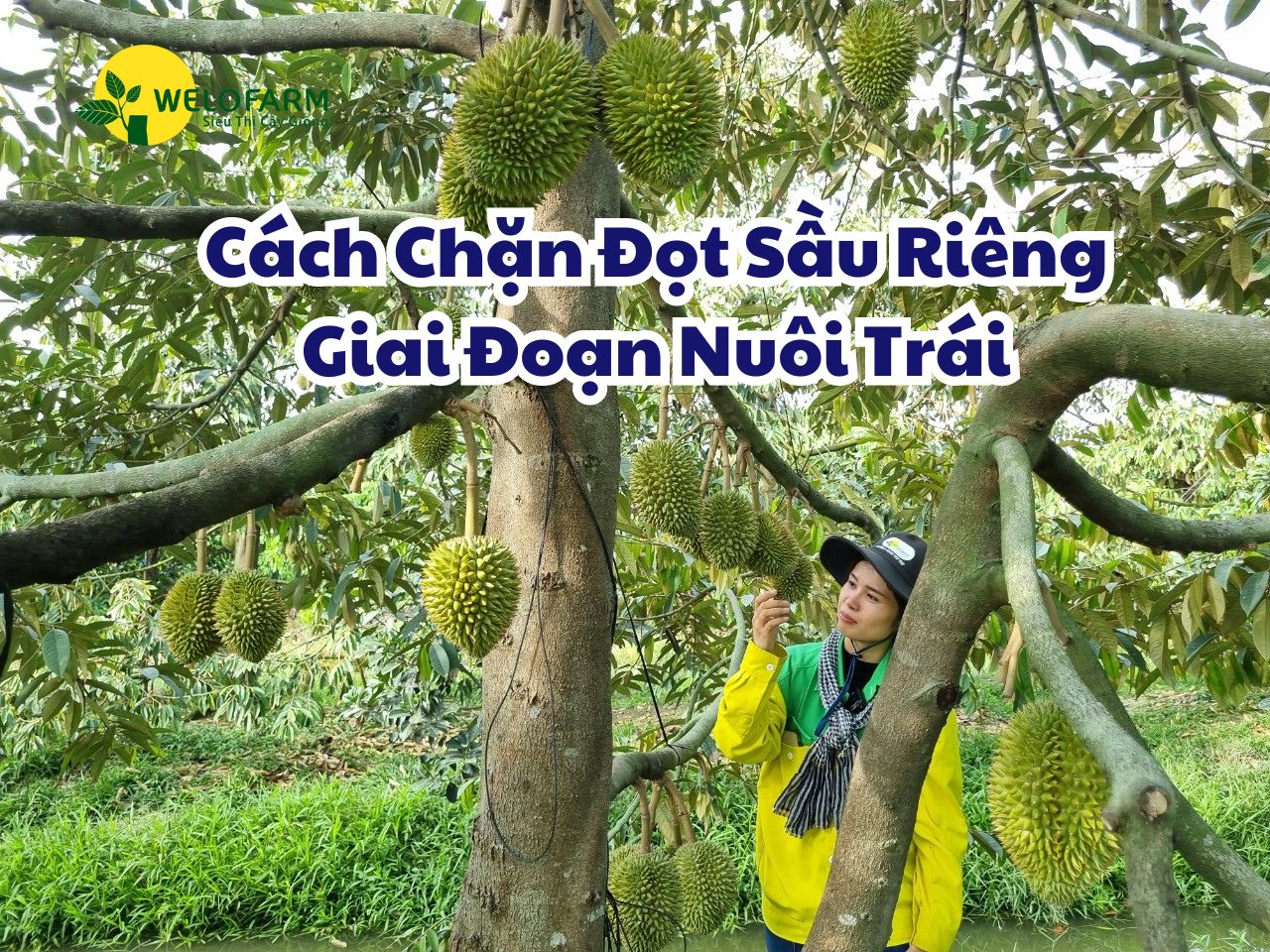 🌿GIẢI PHÁP KÉO ĐỌT SẦU RIÊNG HIỆU QUẢ