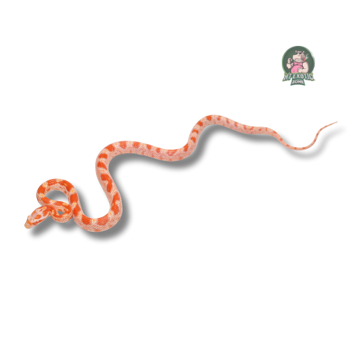 Corn Snake 127 Reverse Okeetee Đực 20-30cm | HT - Exoticzone