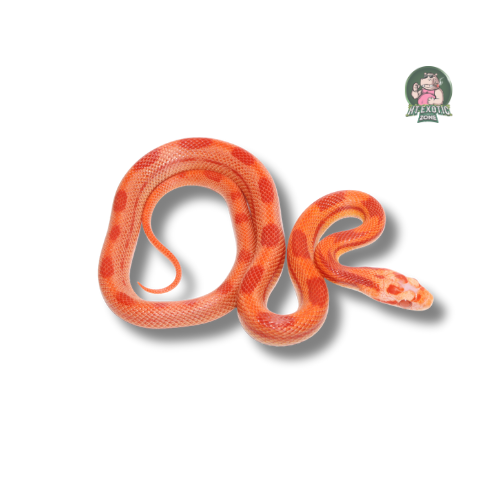 Corn Snake 129 Amel Hypo Sunspot Cái 20-30cm | HT - Exoticzone