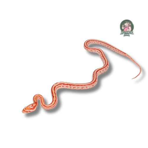 Corn Snake 131 Amel Tessera Cái 20-30cm | HT - Exoticzone