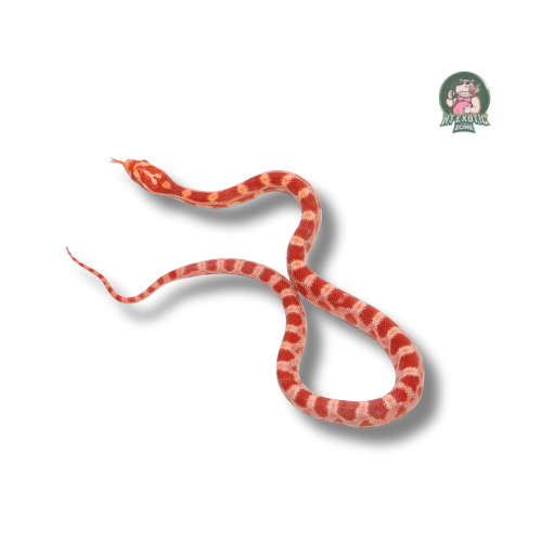 Corn Snake 135 Amel Cái 20-30cm | HT - Exoticzone