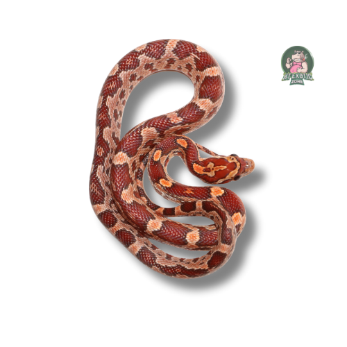 Corn Snake 138 Miami Hypo Cái 20-30cm | HT - Exoticzone