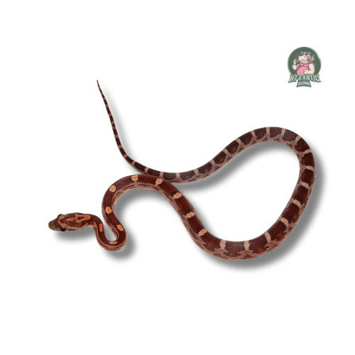 Corn Snake 142 Miami Cái 20-30cm | HT - Exoticzone