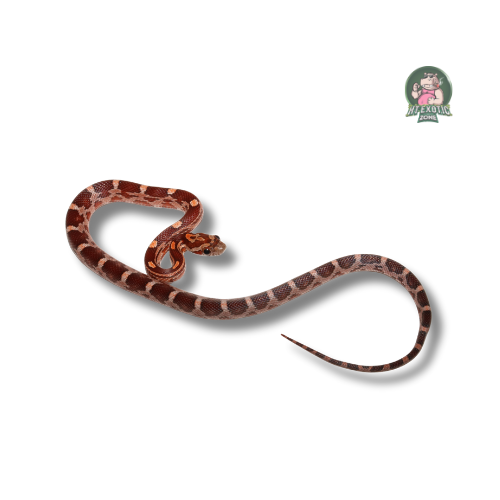 Corn Snake 142 Miami Cái 20-30cm | HT - Exoticzone