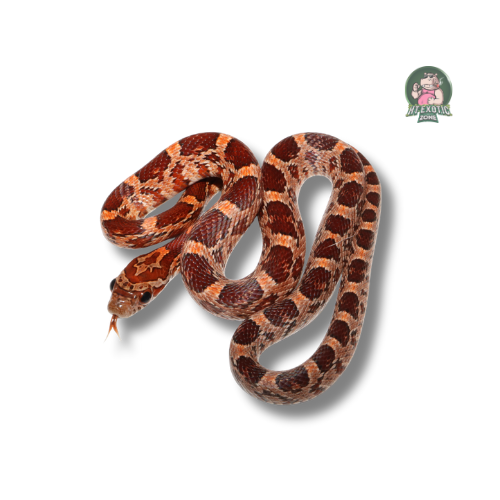 Corn Snake 143 Miami Cái 20-30cm | HT - Exoticzone