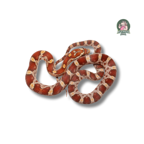 Corn Snake 144 Hypo Okeetee Cái 20-30cm | HT - Exoticzone