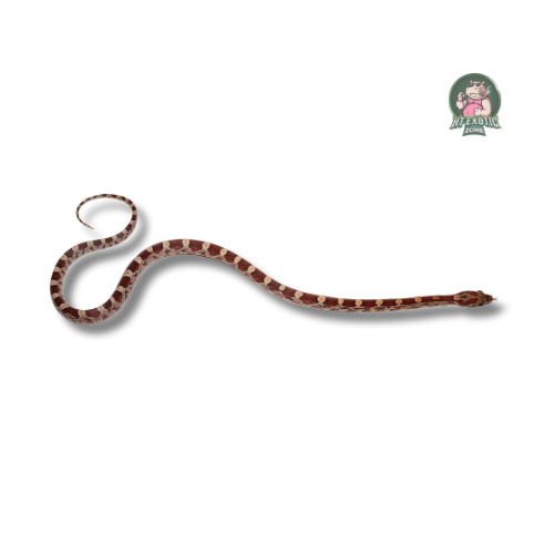 Corn Snake 158 Masque Đực 20-30cm | HT - Exoticzone