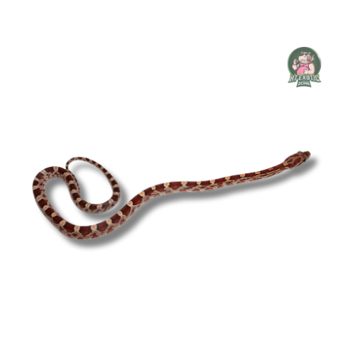 Corn Snake 158 Masque Đực 20-30cm | HT - Exoticzone