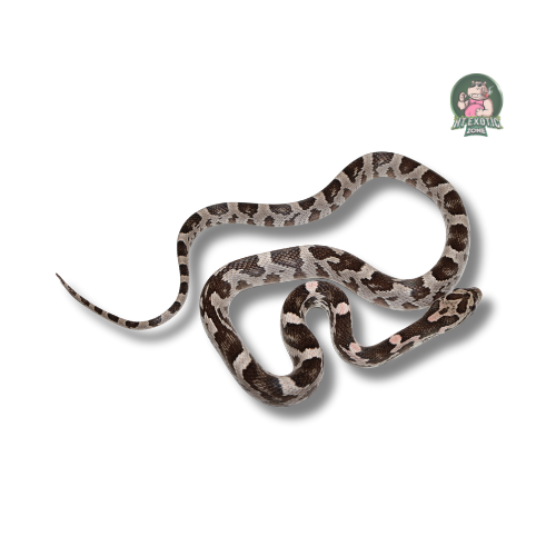 Corn Snake 167 Strawberry Anery Okeetee Cái 20-30cm | HT - Exoticzone