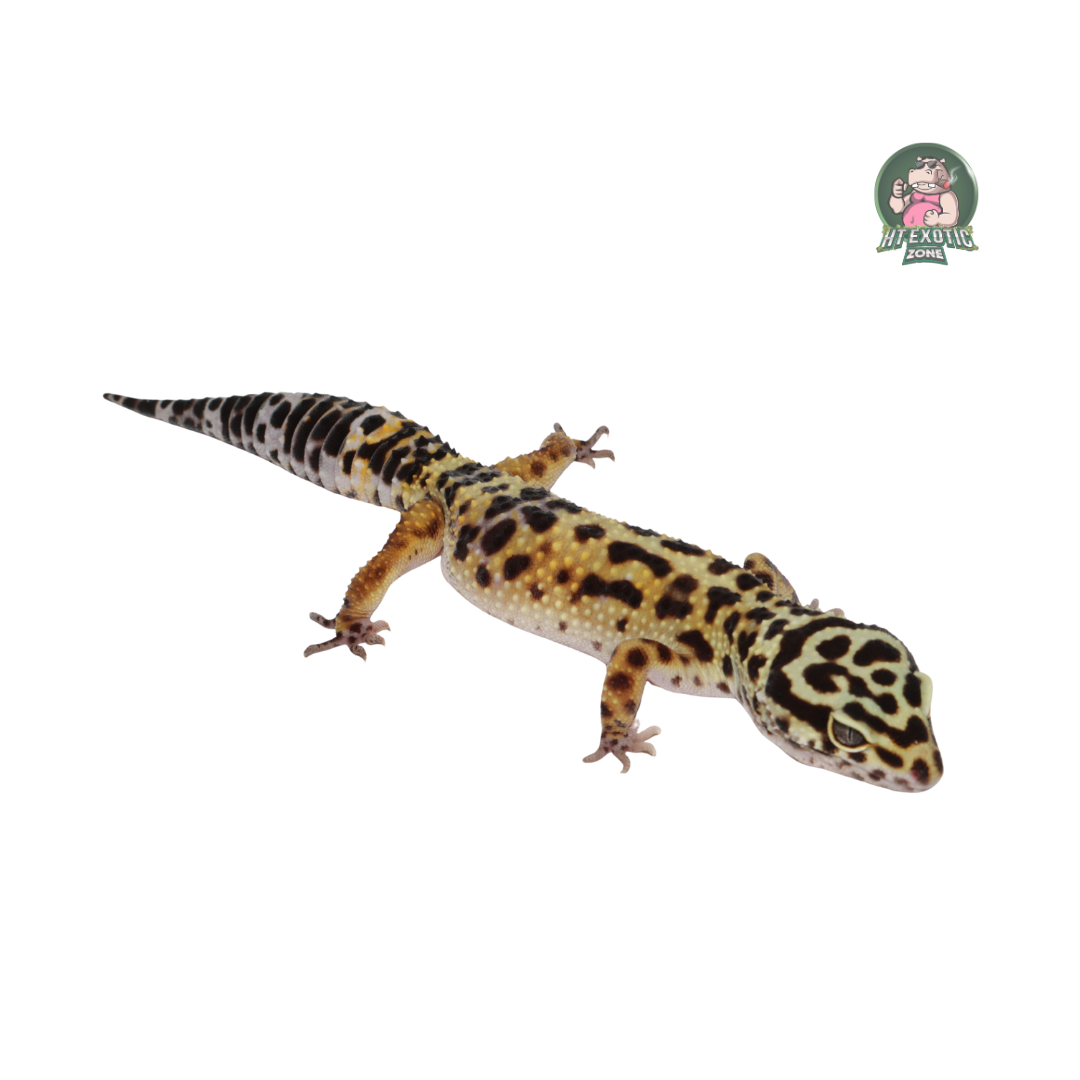 LG mã 486 Bandit 20-22cm Cái | HT - Exoticzone