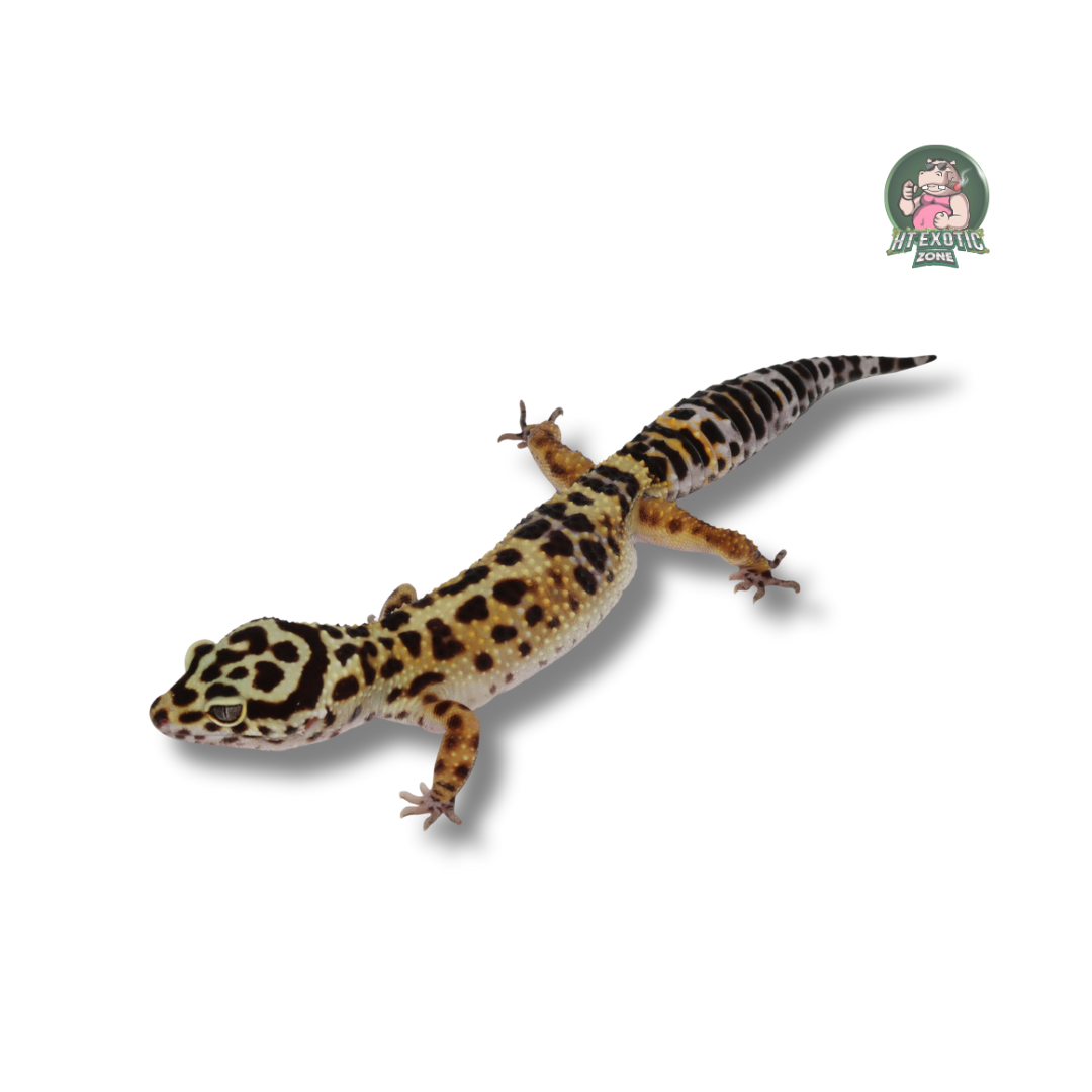 LG mã 486 Bandit 20-22cm Cái | HT - Exoticzone