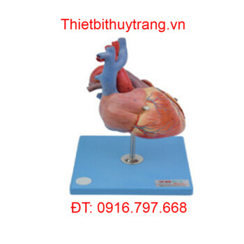 MÔ HÌNH GIẢI PHẪU TIM THAI NHI GD/A16023