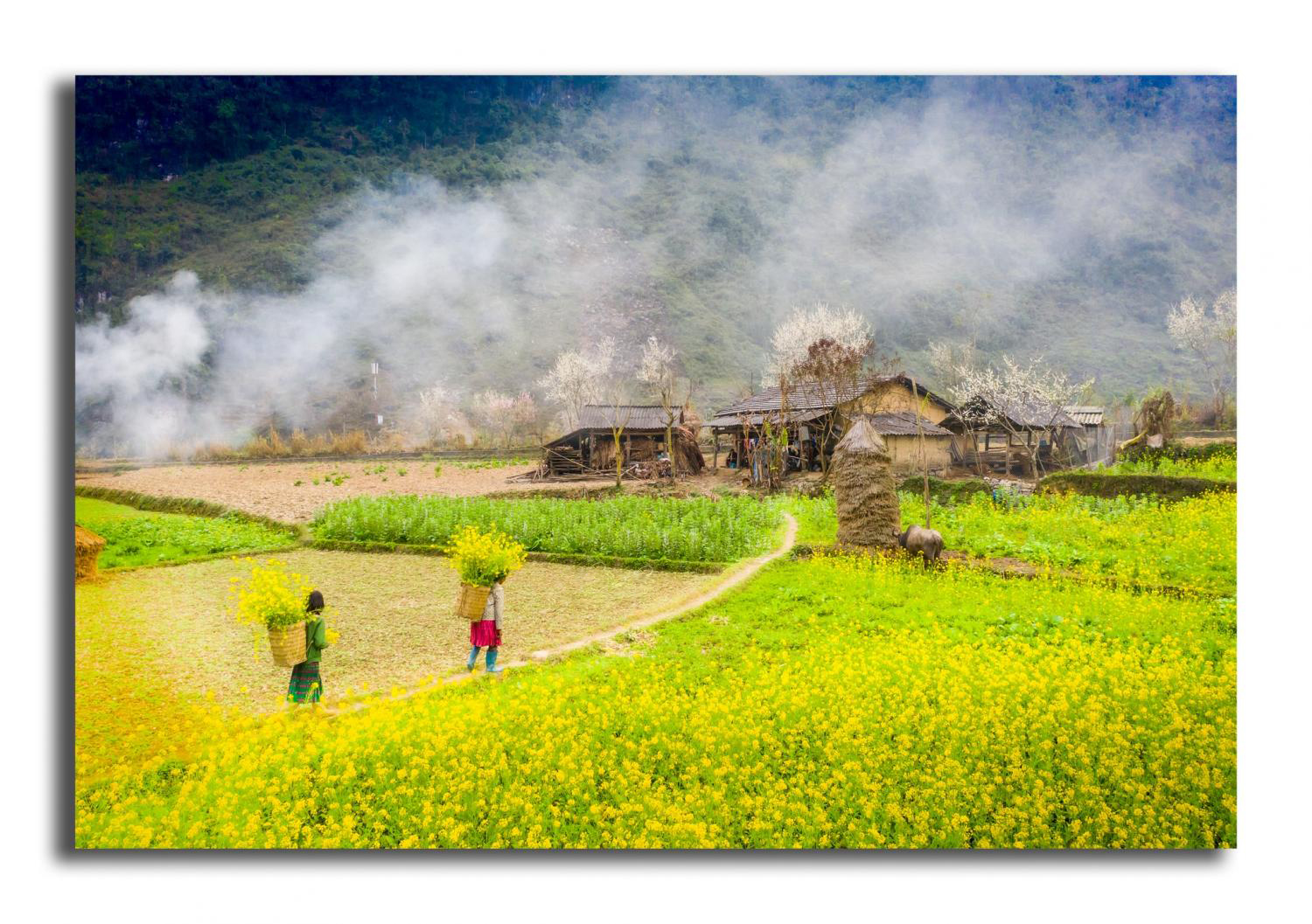 Vẻ Đẹp Mù Cang Chải Vào Mùa Hoa Cải Vàng