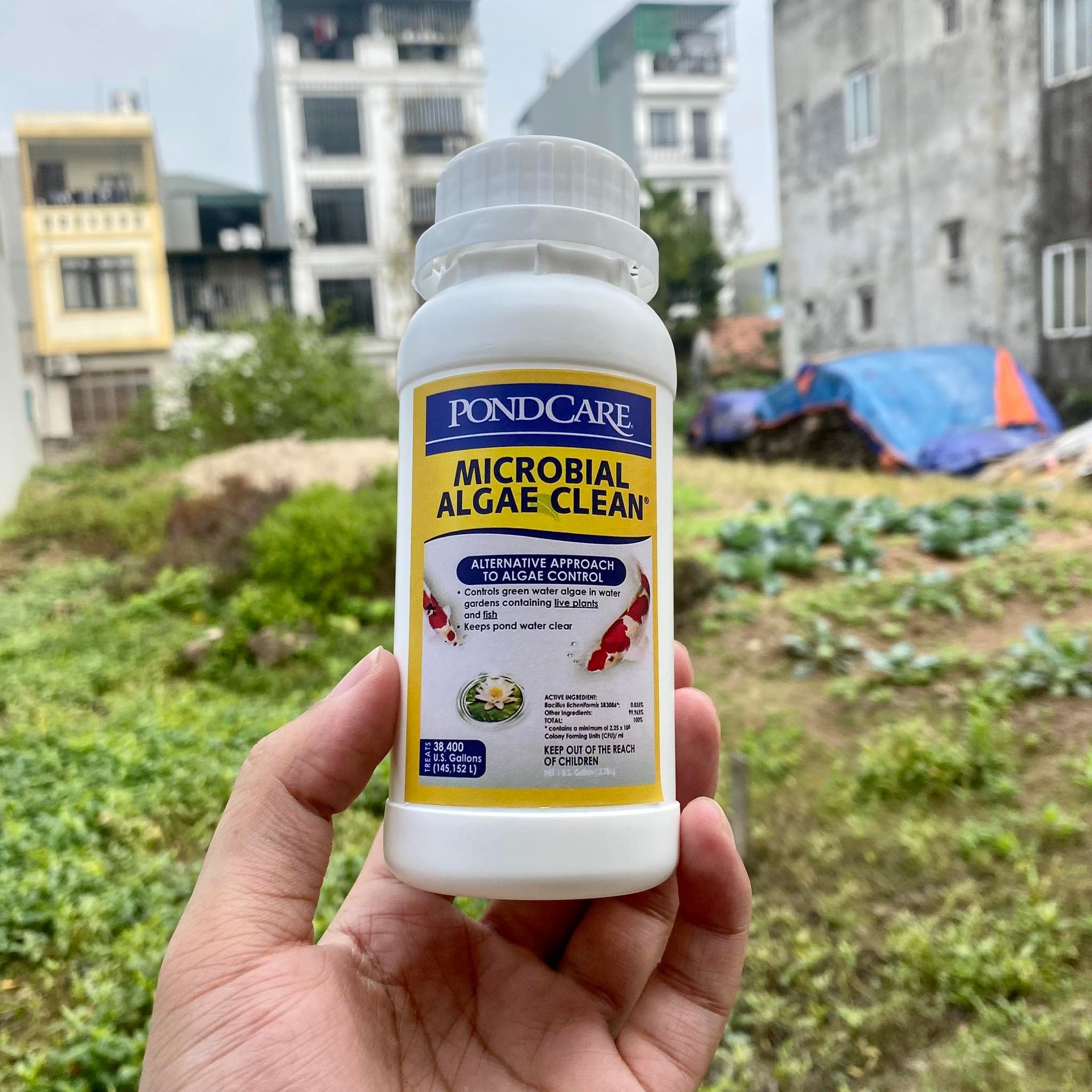 Vi sinh API Microbial Algae Clean – phân hủy mùn bã hữu cơ và tảo xanh