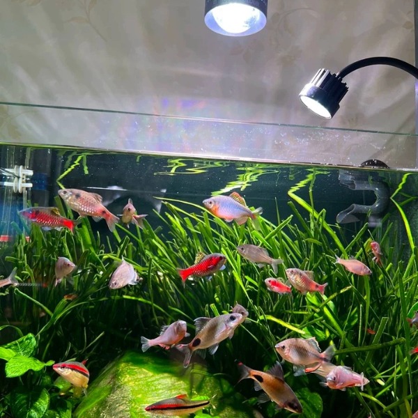 Đèn Rọi Mayin Super Color – Giải Pháp Chiếu Sáng Hoàn Hảo Cho Bể Cá Cảnh