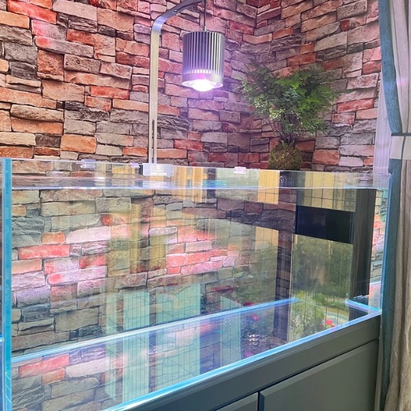 Đèn Rọi Mayin Super Color – Giải Pháp Chiếu Sáng Hoàn Hảo Cho Bể Cá Cảnh