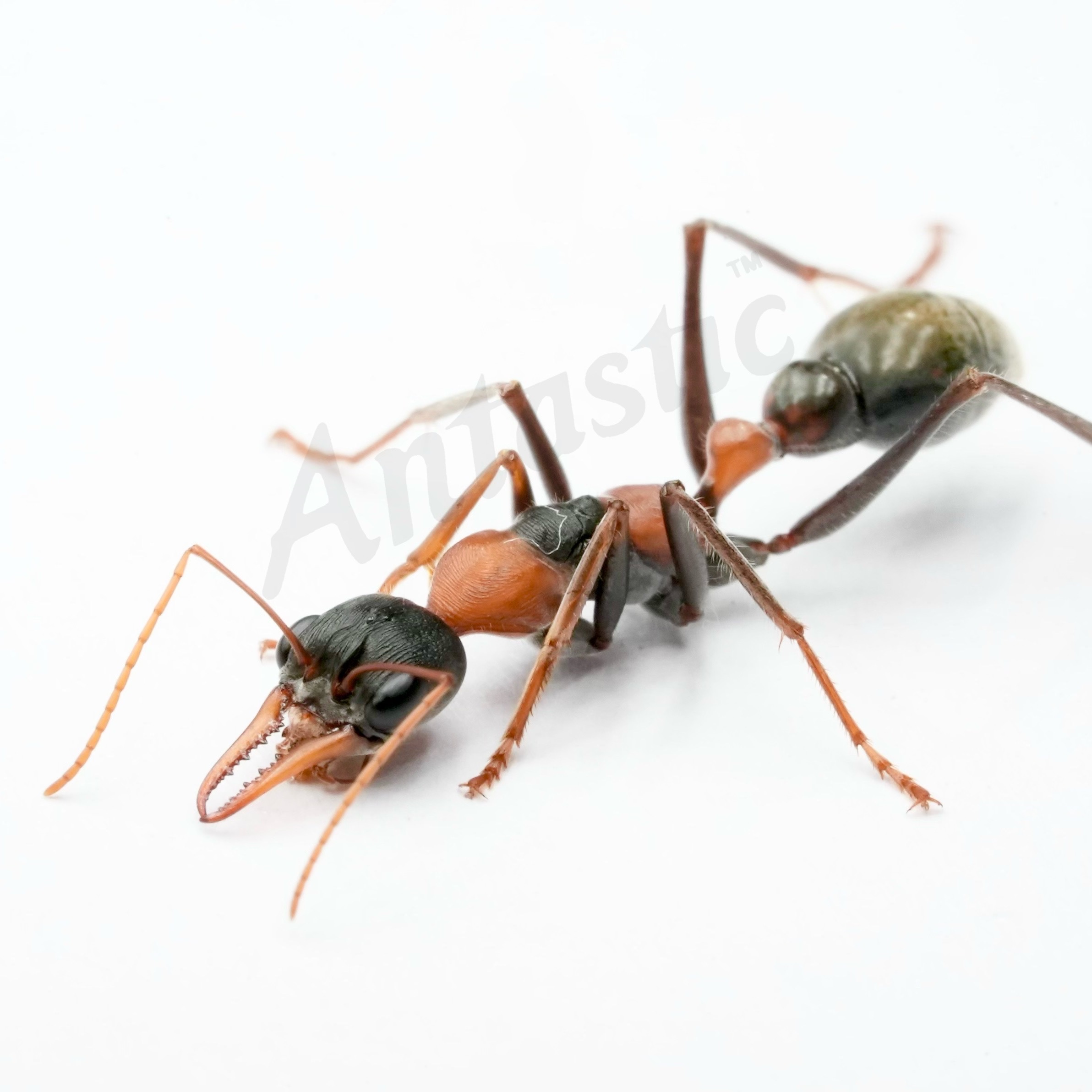 Myrmecia Nigrocincta