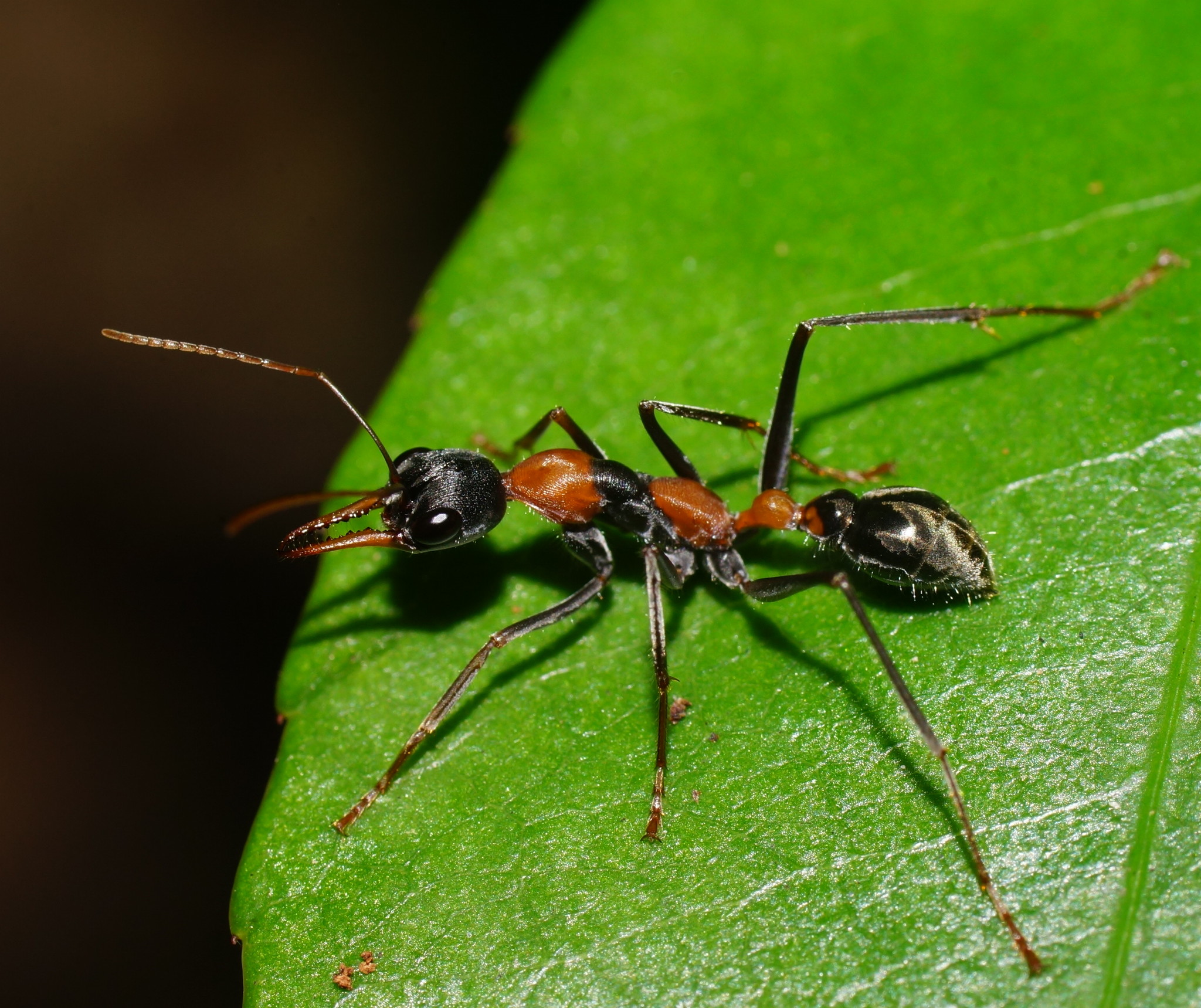 Myrmecia Nigrocincta