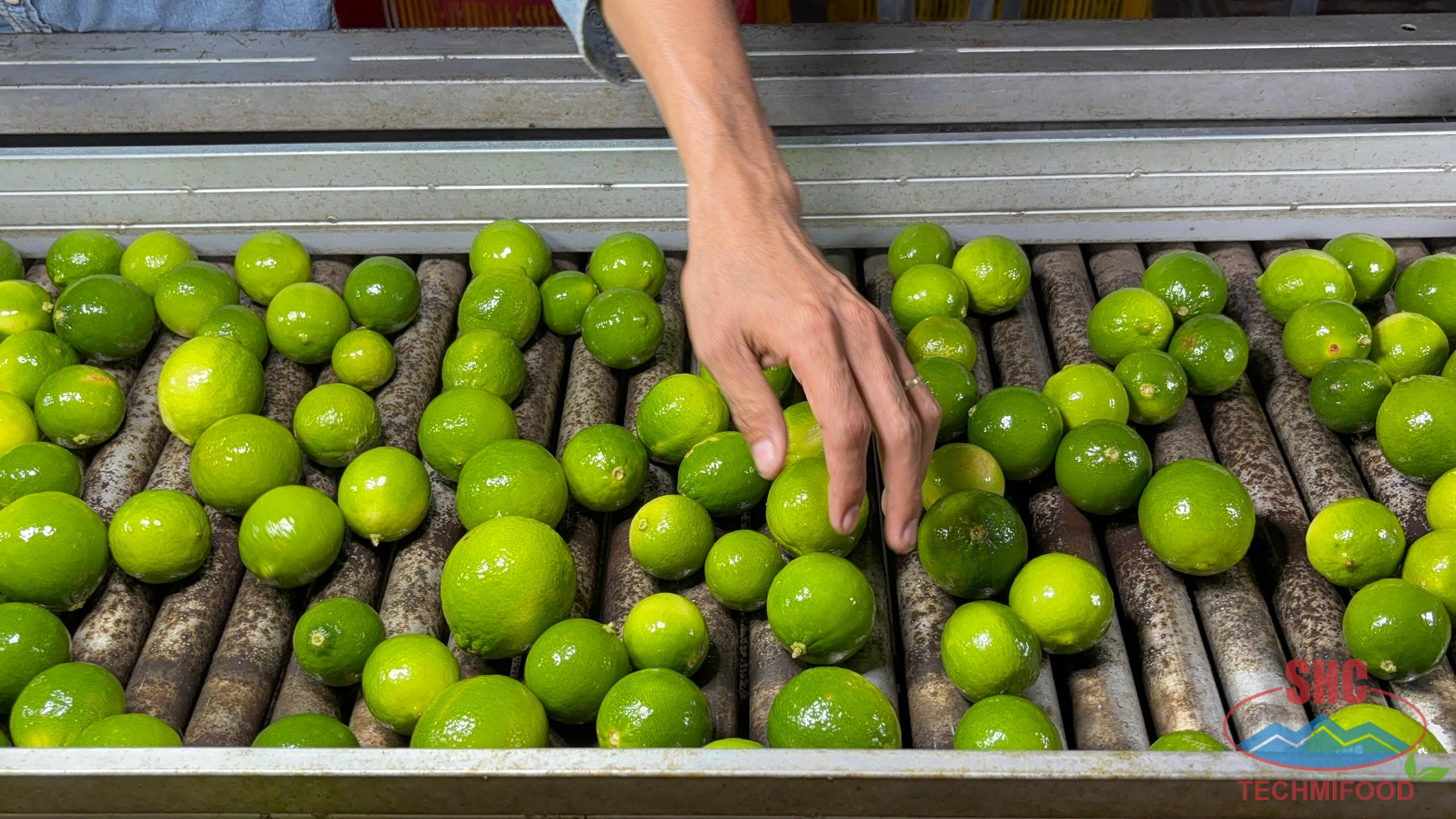 TECHMIFOOD – Reliable Supplier of Seedless Lime for Middle East