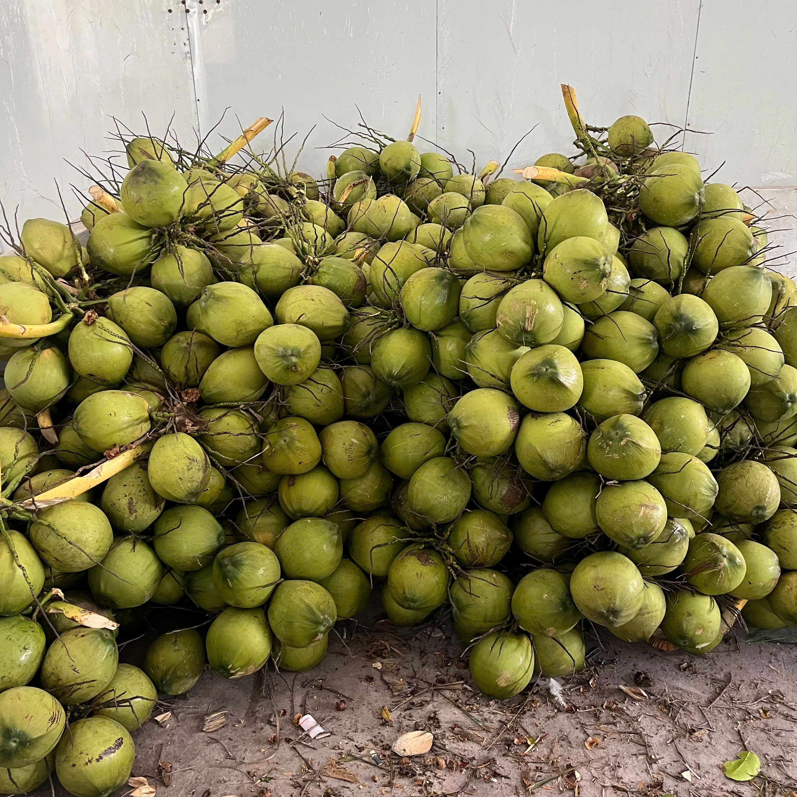 Diamond Cut Coconut