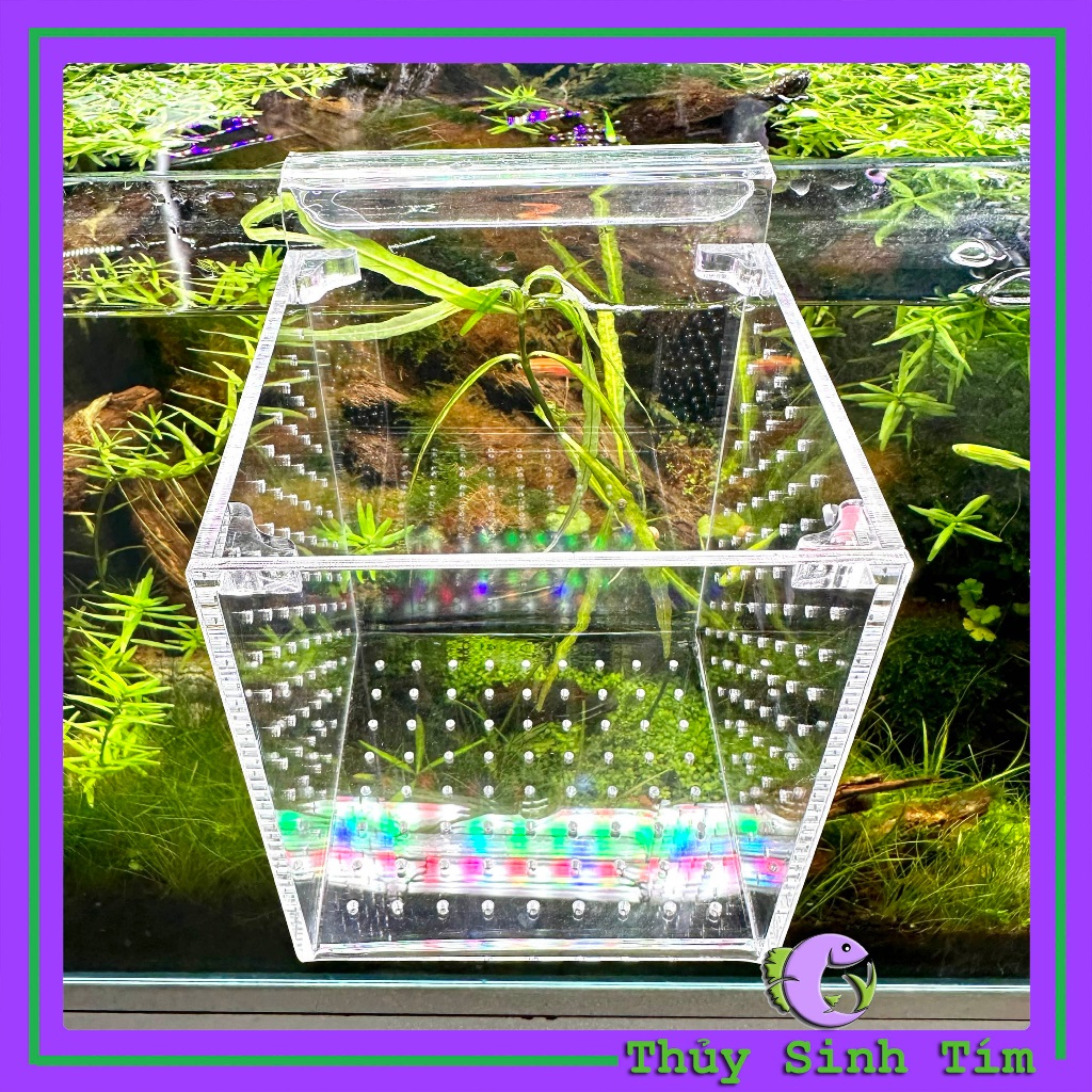 Box Dưỡng Cá Tép Acrylic | Thủy Sinh Tím