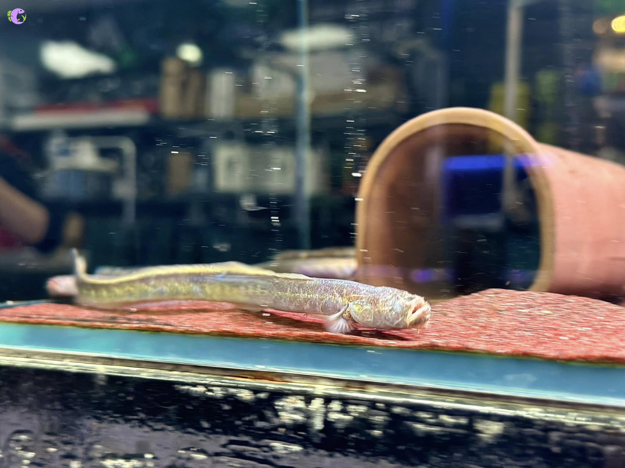 Cá Bống Rễ Cau Eel Worm Goby (Taenioides Gracilis ) | Thủy Sinh Tím