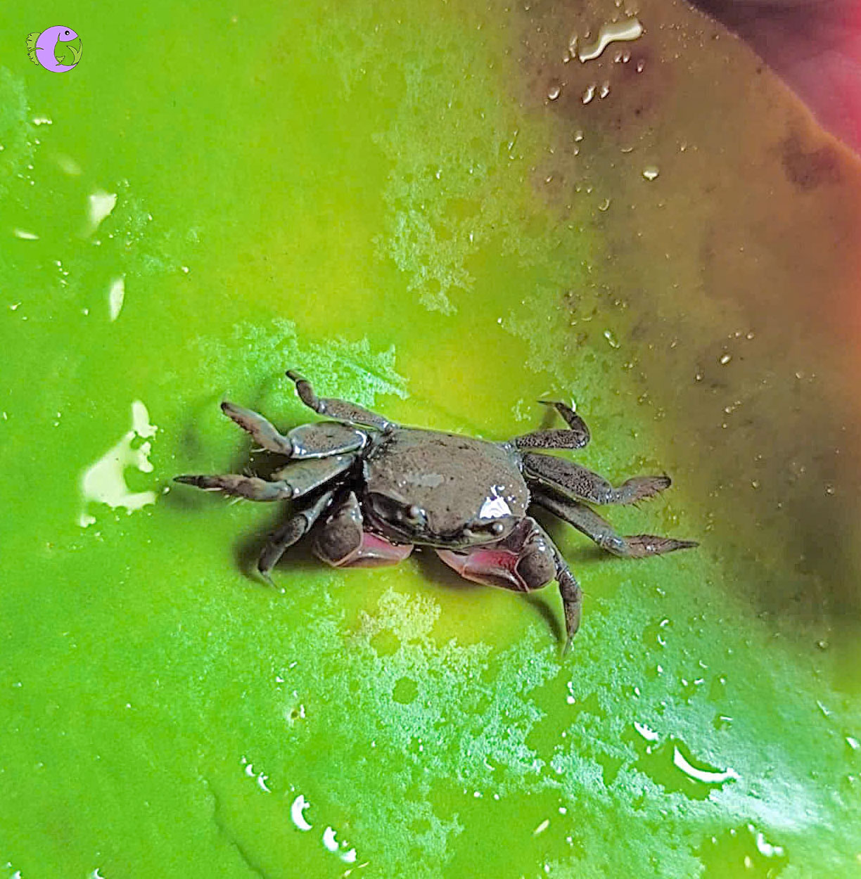 Cua Ớt Mini (Llyoplax sp) | Thủy Sinh Tím