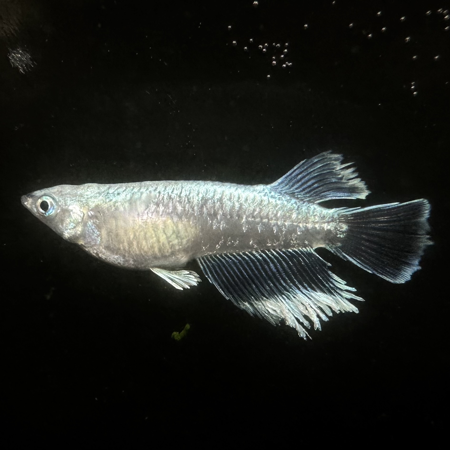 Cá MEDAKA | Thủy Sinh Tím