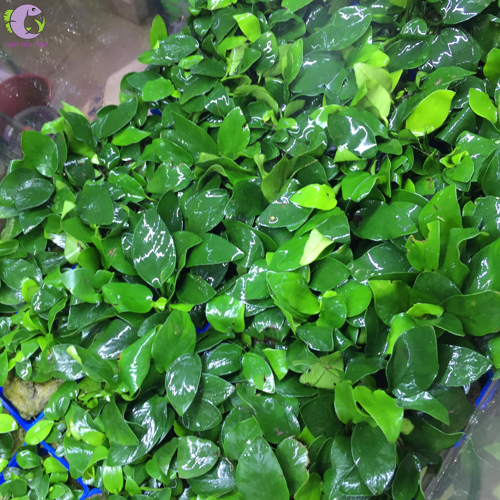 Cây Ráy Hoa (Ráy Con) | Thủy Sinh Tím