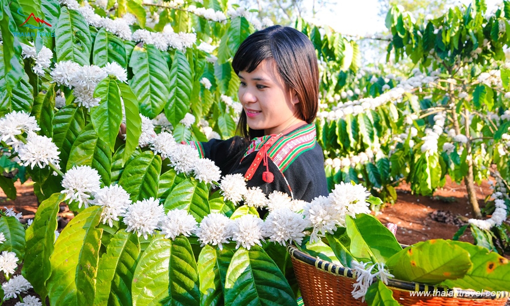 Tour Tây Nguyên mùa hoa cafe - Lễ Hội hoa cafe Tây Nguyên năm 2023 ...