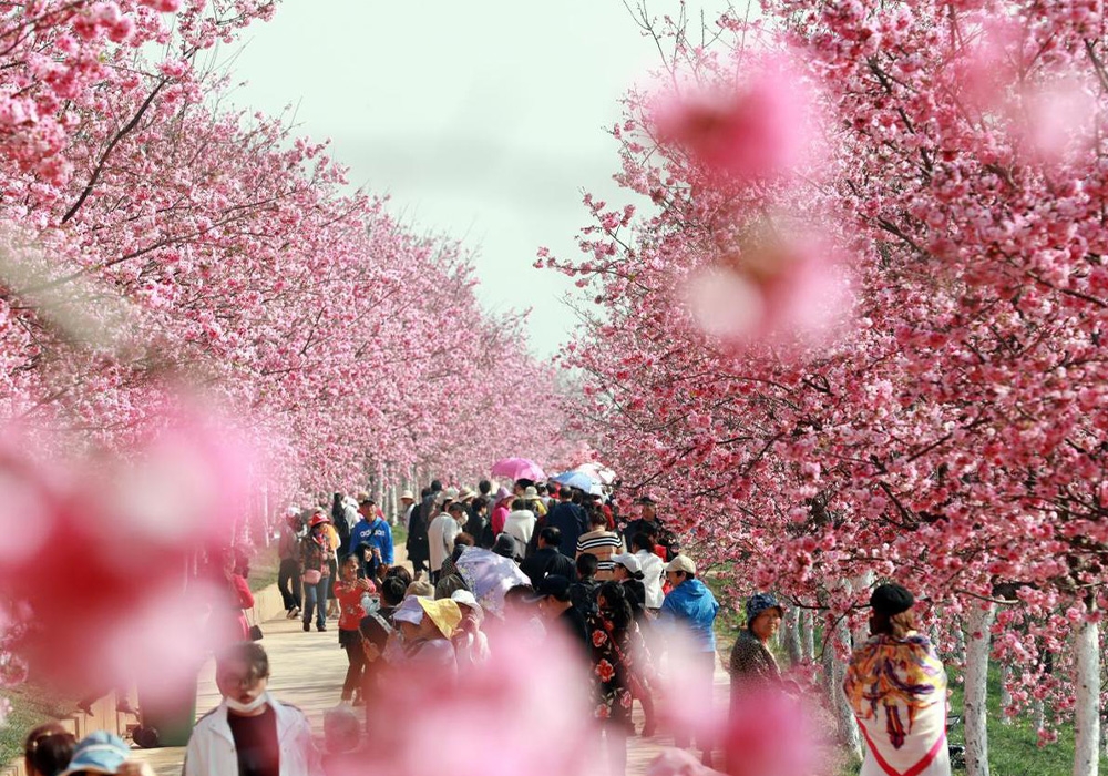 Tour Châu Hồng Hà ngắm anh đào: HÀ KHẨU – DI LẶC – RỪNG ĐÀO NGHI LƯƠNG ...