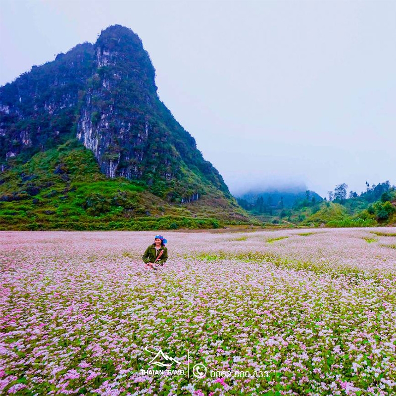 Tour Hà Giang mùa hoa gạo 3N2Đ - Hà Giang, Cao nguyên đá Đồng Văn ...