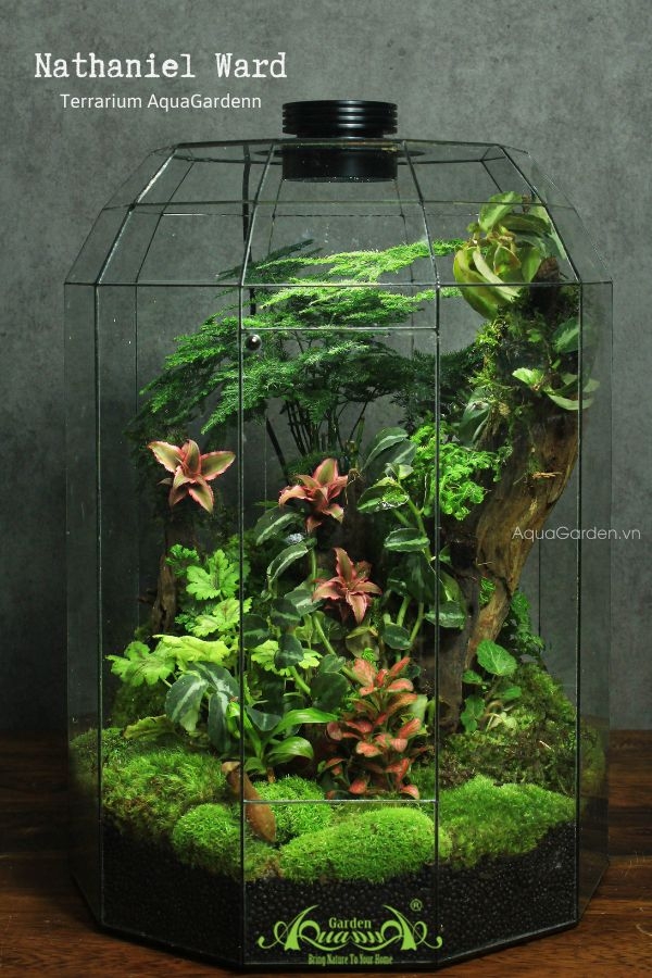 Nathaniel Ward | Terrarium Signature AquaGarden | Mẫu Terrarium Đẹp ... Nathaniel Ward | Terrarium Signature AquaGarden | Mẫu Terrarium Đẹp ...
