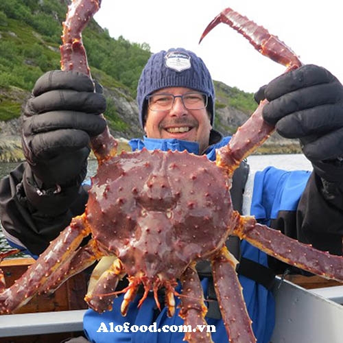 Cua Hoàng Đế Alaska 10kg| giá cua king crab 5kg| giá cua king crab ALOFOOD