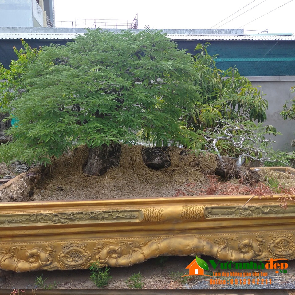 Cây me bonsai | Vườn Nhà Đẹp