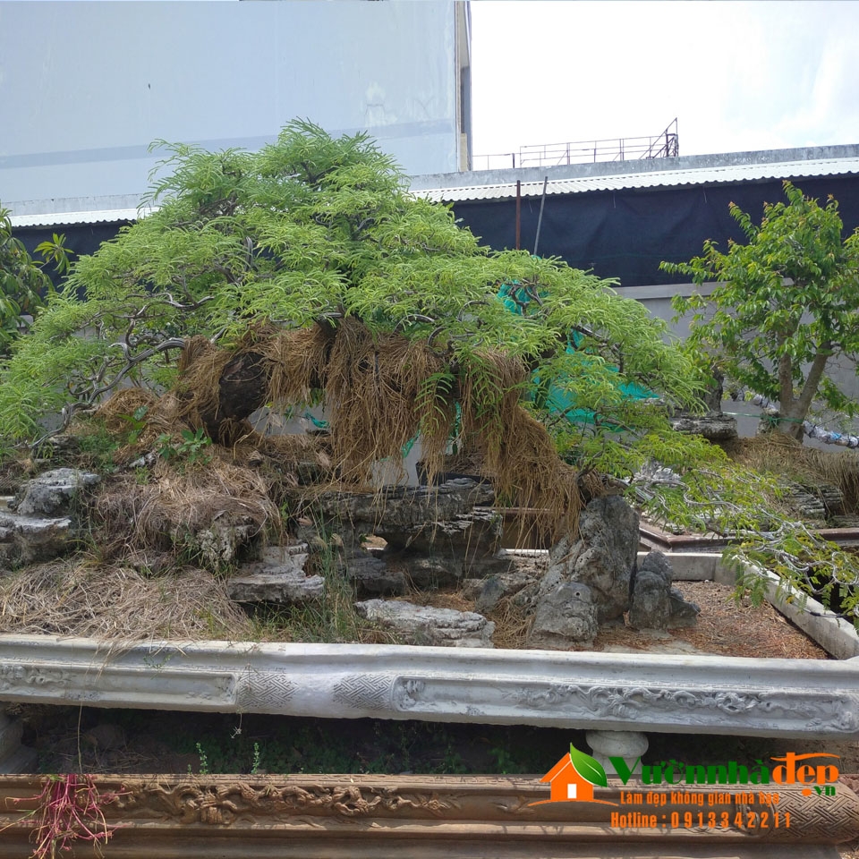 Cây me bonsai | Vườn Nhà Đẹp