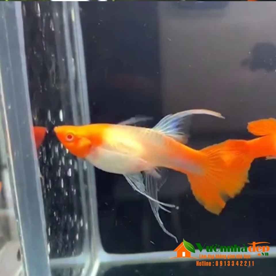 Cá bảy màu koi red ear ribbon | Vườn Nhà Đẹp